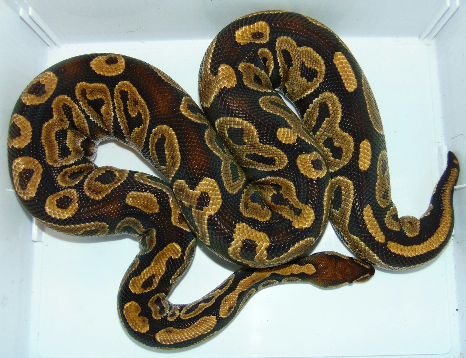 Huffman Het Orange Ghost Ball Python by Wallflower Herpetoculture ...