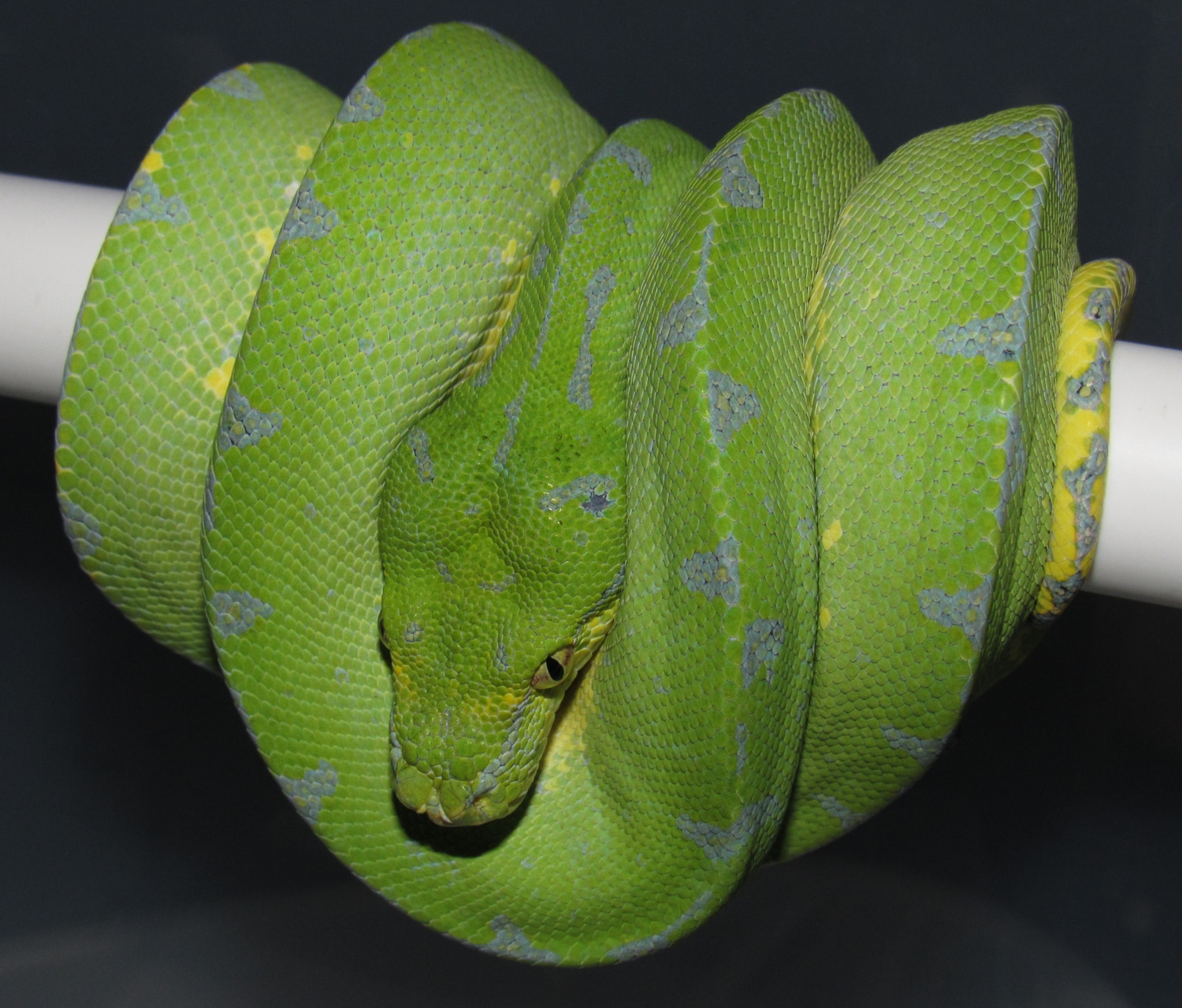 Sorong Green Tree Python by Wallflower Herpetoculture - MorphMarket