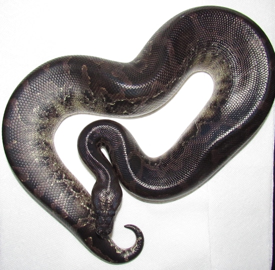 Black Sumatran Sumatran Short-Tailed Python by Wallflower Herpetoculture