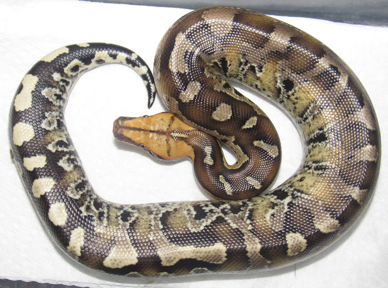 Orangehead Sumatran Short-tailed Python by Wallflower Herpetoculture ...
