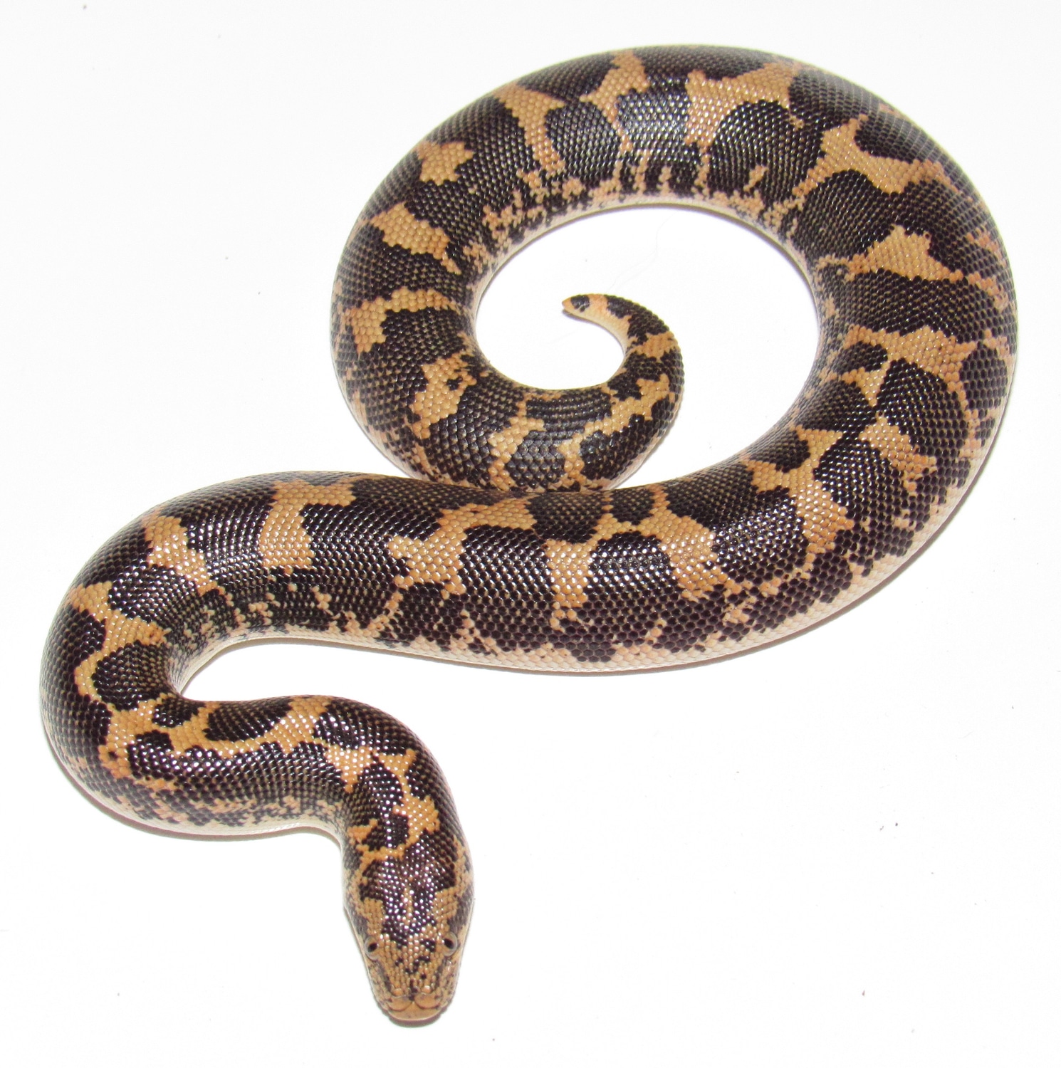 100% Het Paradox Albino 66% PH Snow Kenyan Sand Boa by Wallflower ...