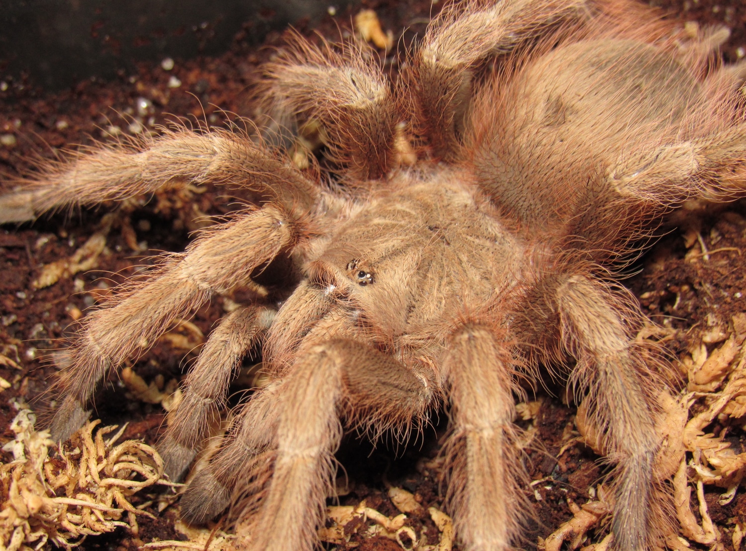 Nhandu Tripepii Tarantula by Wallflower Herpetoculture - MorphMarket