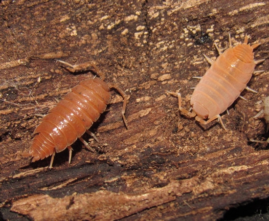Powder Orange Isopod by Wallflower Herpetoculture