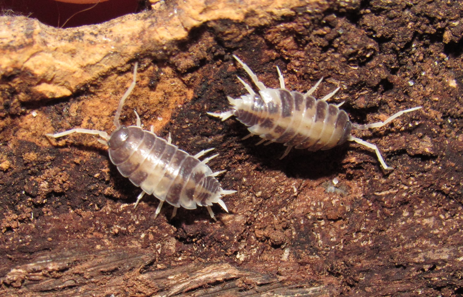 Oreo Crumble Isopod by Wallflower Herpetoculture - MorphMarket