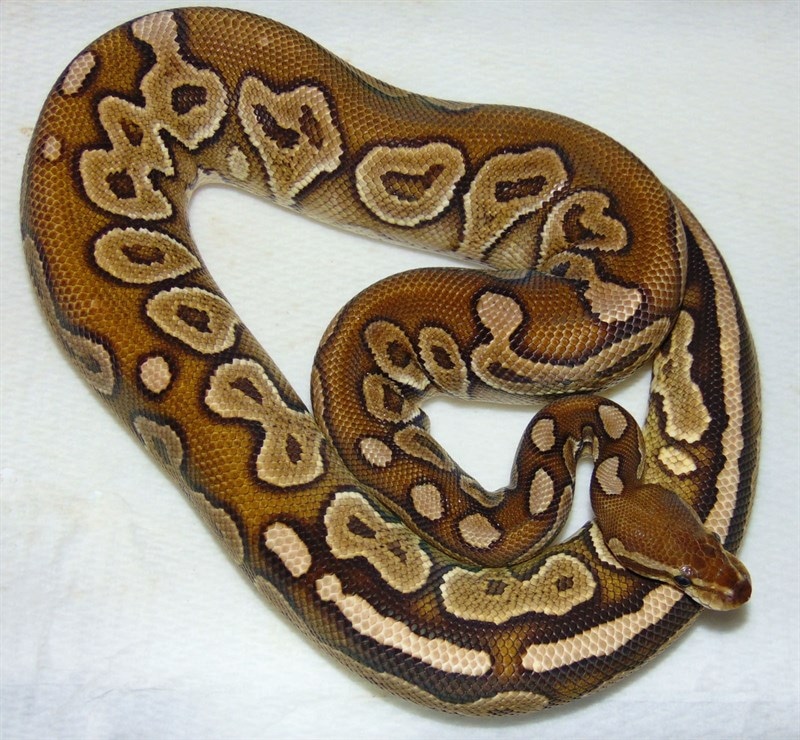 Cinnamon Special Ball Python by Wallflower Herpetoculture - MorphMarket