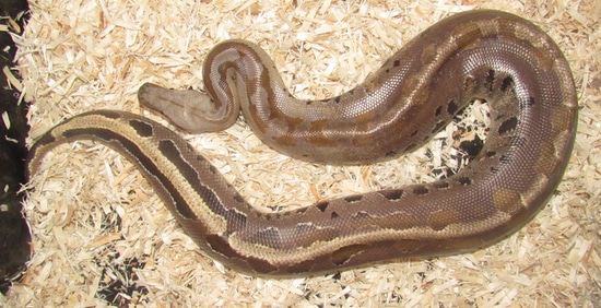 Blue Ghost Borneo Short-Tailed Python by Wallflower Herpetoculture