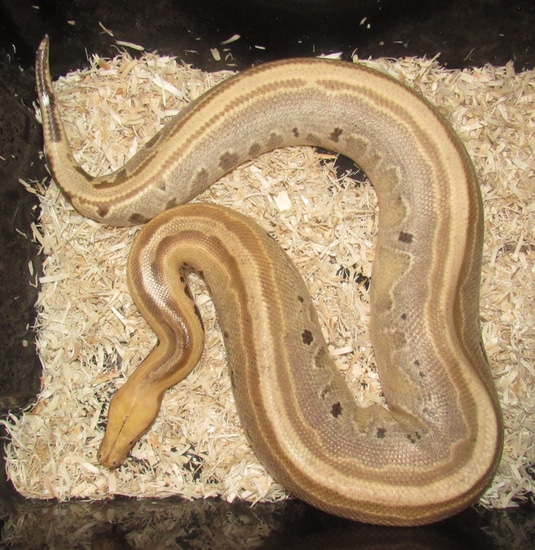 Ultra Platinum Borneo Short-Tailed Python by Wallflower Herpetoculture
