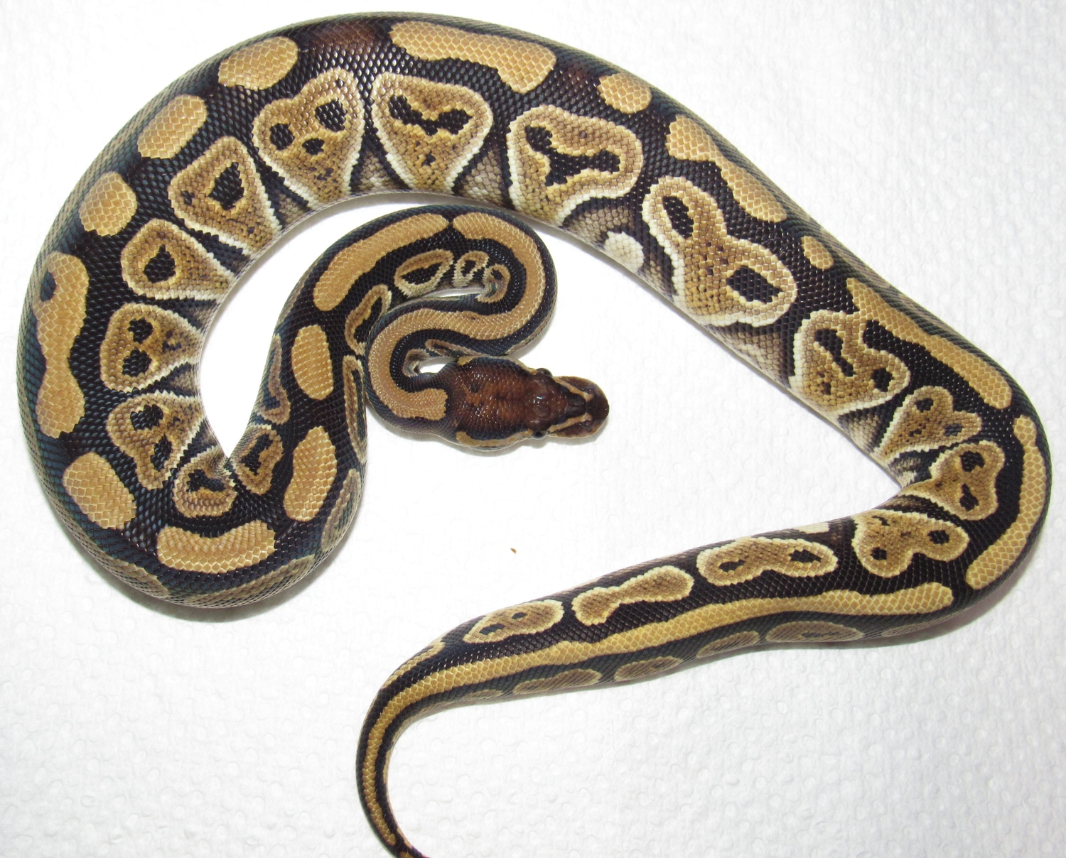Russo Het Clown Ball Python by Wallflower Herpetoculture - MorphMarket