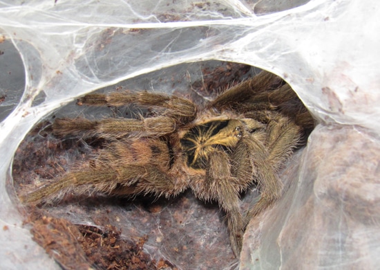 Neoholothele Incei Olive Tarantula by Wallflower Herpetoculture