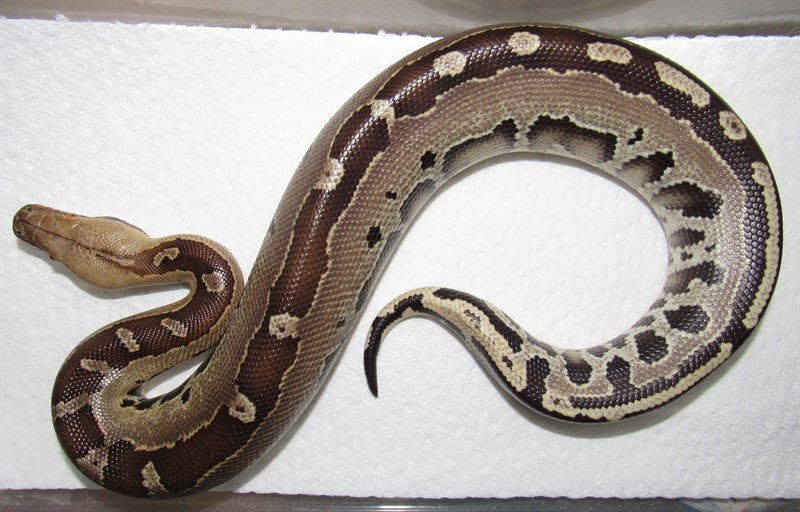 Borneo Short-tailed Python by Wallflower Herpetoculture - MorphMarket