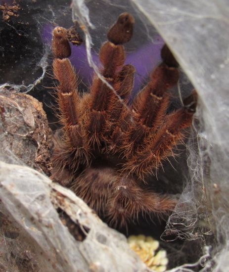 Phormingochilus Sp Rufus Tarantula by Wallflower Herpetoculture