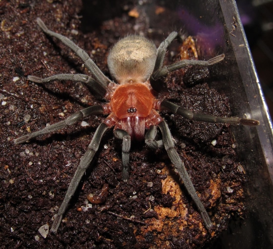Bumba Horrida Tarantula by Wallflower Herpetoculture - MorphMarket