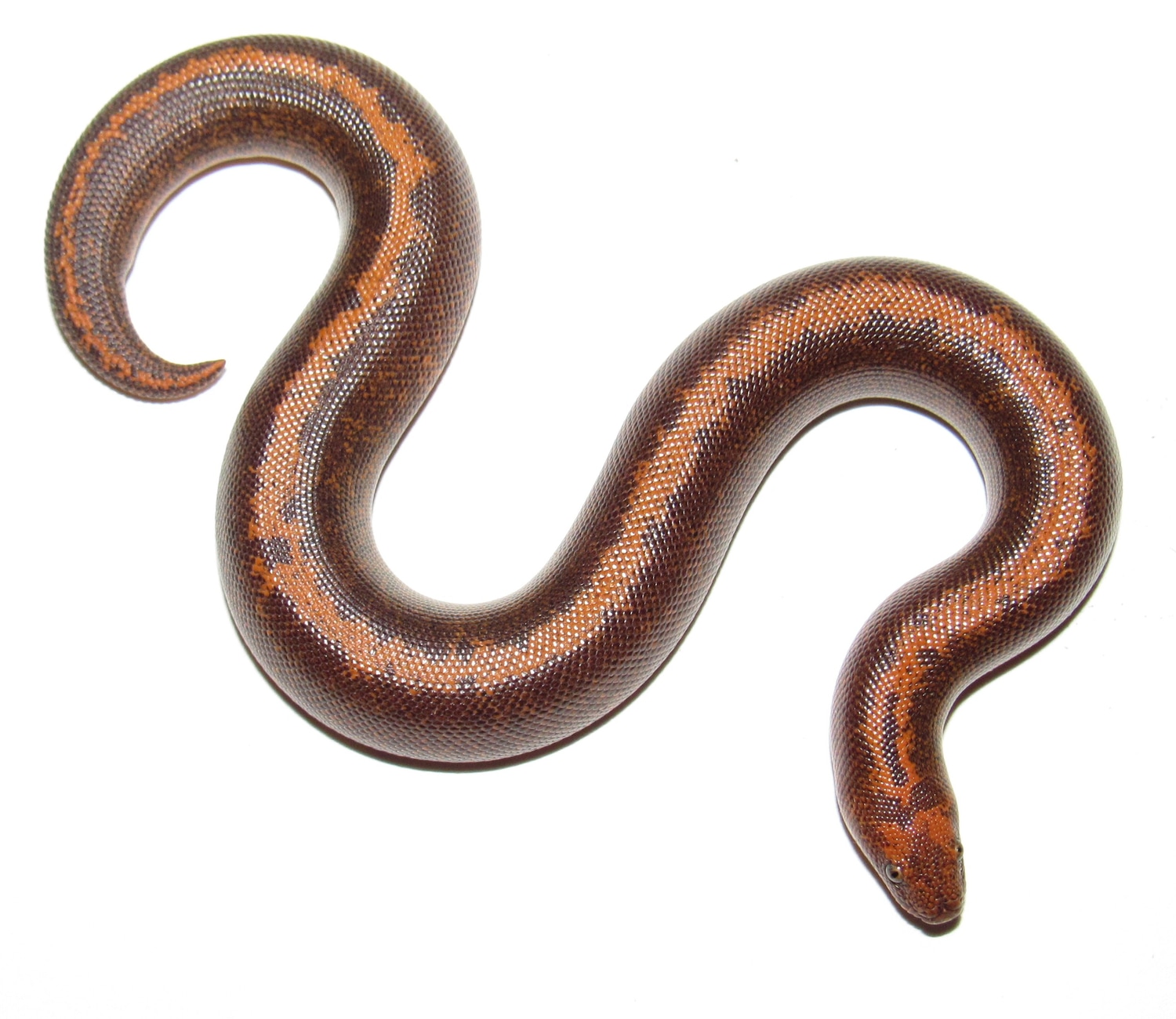 Stripe DH Paradox Snow Kenyan Sand Boa by Wallflower Herpetoculture ...