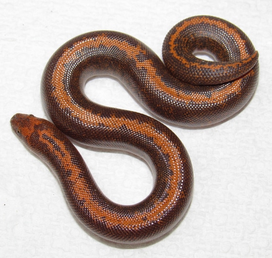 Stripe DH Paradox Snow Kenyan Sand Boa by Wallflower Herpetoculture ...