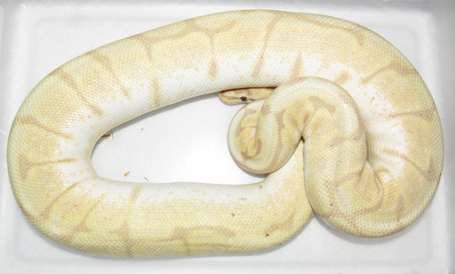 Banana Enchi Spider Ball Python by Wallflower Herpetoculture - MorphMarket