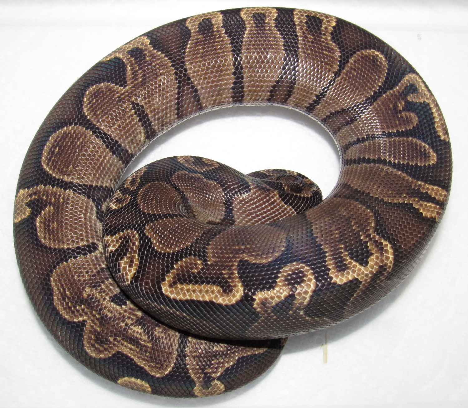 Huffman GHI Ball Python by Wallflower Herpetoculture - MorphMarket