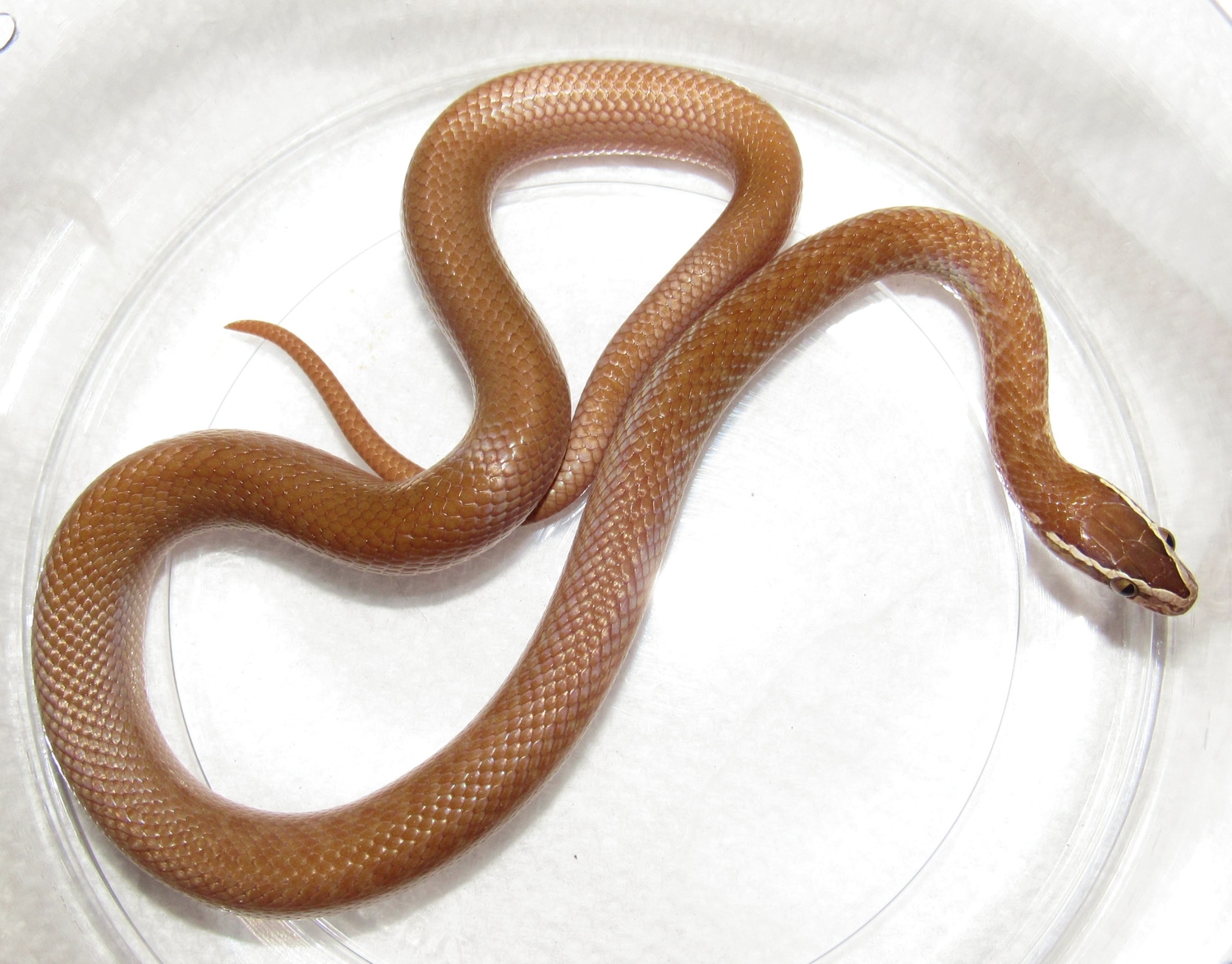 Het T+ Albino House Snake by Wallflower Herpetoculture - MorphMarket