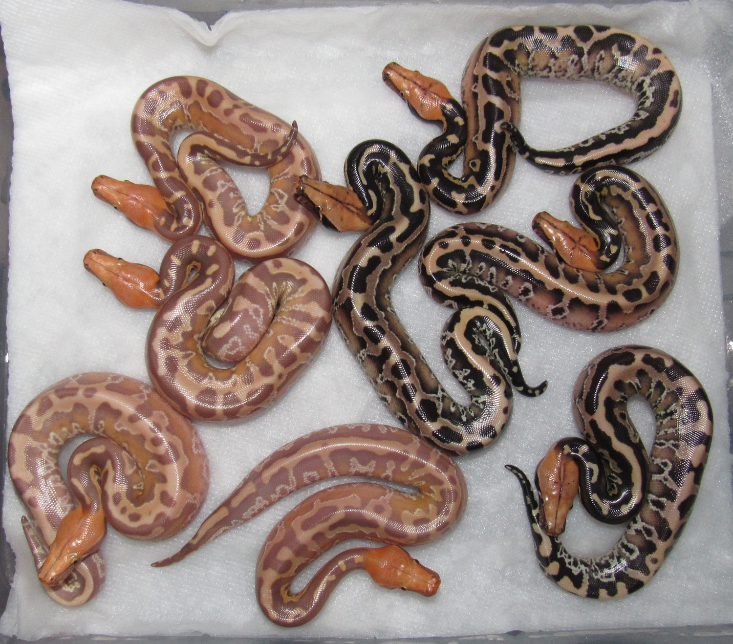 Sumatran Short-Tailed Python Clutch: AM148-AxS by Wallflower ...