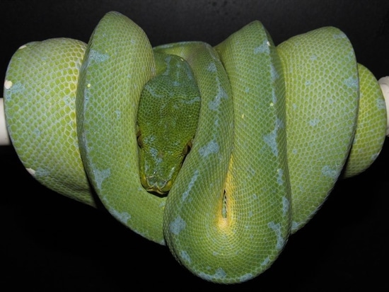 Kofiau Green Tree Python by Wallflower Herpetoculture