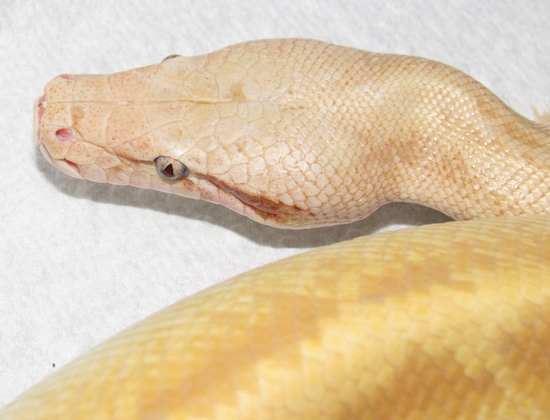 Sanguine (T+ Albino Ivory) Blood Python by Wallflower Herpetoculture