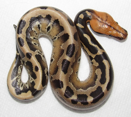 Stripe Het T+ Albino Sumatran Short-Tailed Python by Wallflower ...