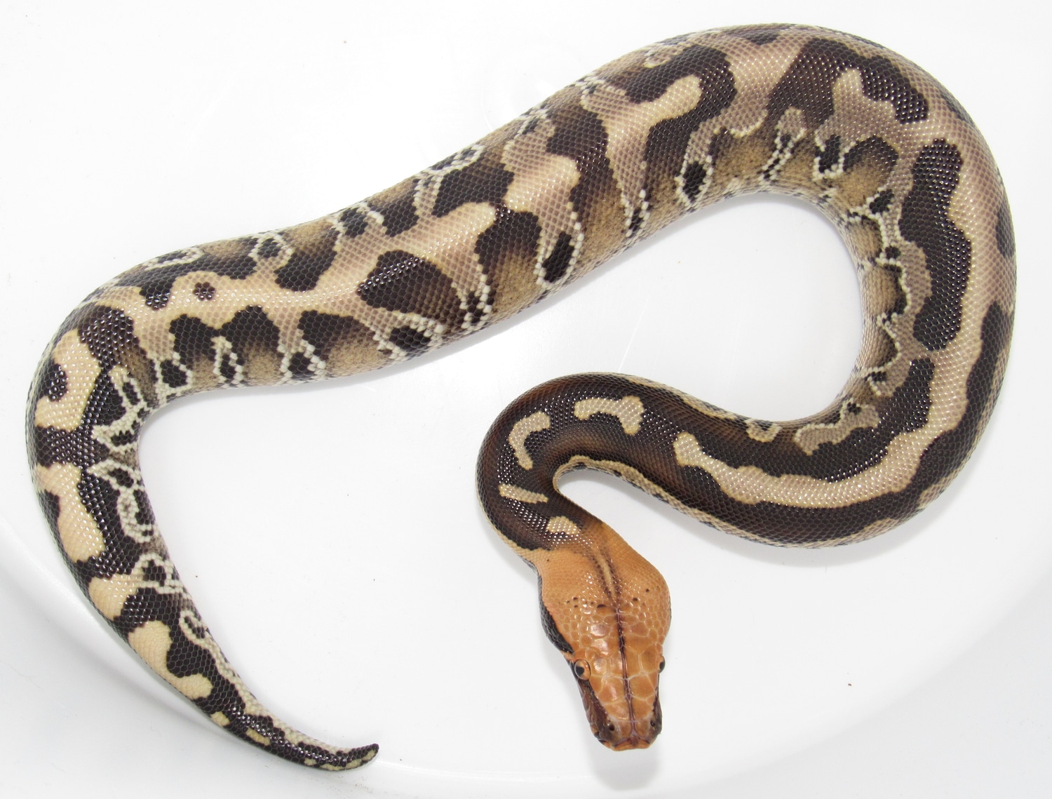 Het T+ Albino Sumatran Short-tailed Python by Wallflower Herpetoculture ...
