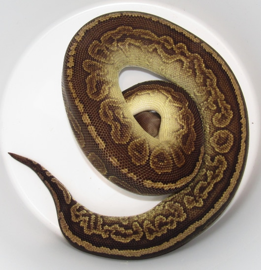 Gargoyle Het Clown Ball Python by Wallflower Herpetoculture