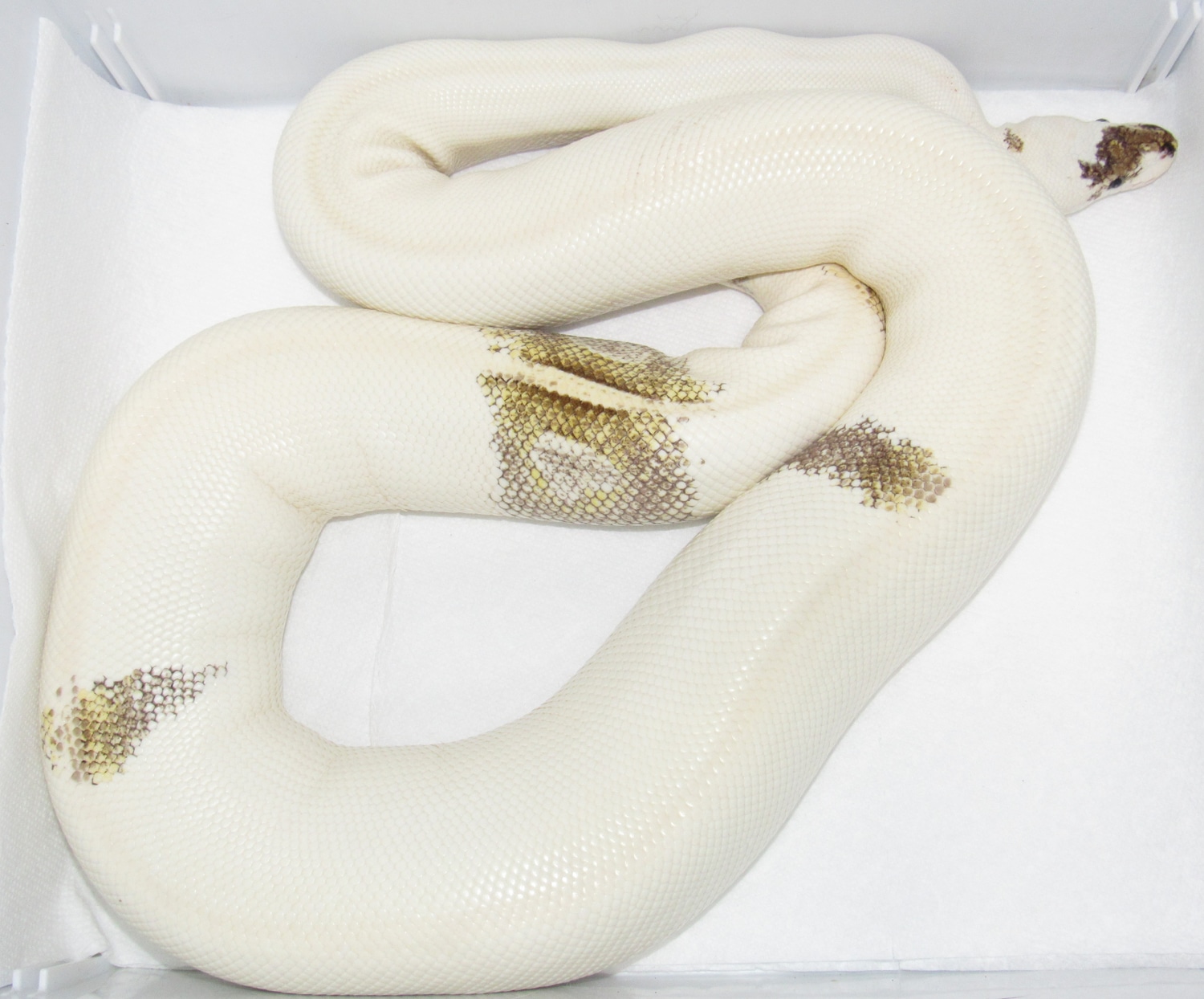 Paradox Lesser Mojave BEL Ball Python by Wallflower Herpetoculture ...