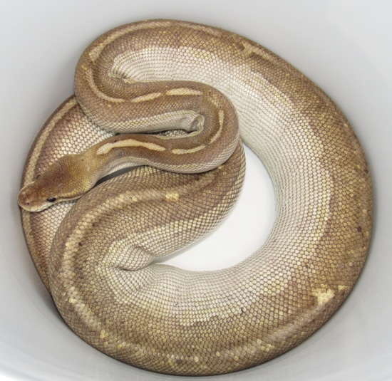 Lesser Cinnamon Huffman Ball Python by Wallflower Herpetoculture