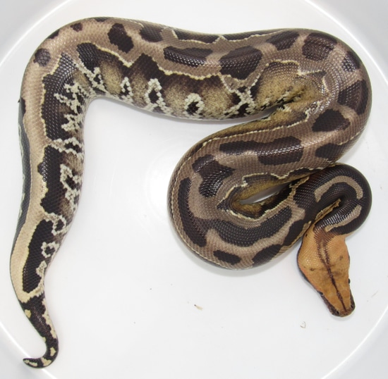 Stripe Het T+ Albino Sumatran Short-Tailed Python by Wallflower ...
