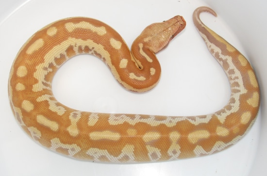 Matrix Albino (T+) Blood Python by Wallflower Herpetoculture