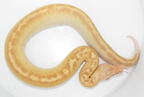 Ivory Albino (T+) Blood Python by Wallflower Herpetoculture