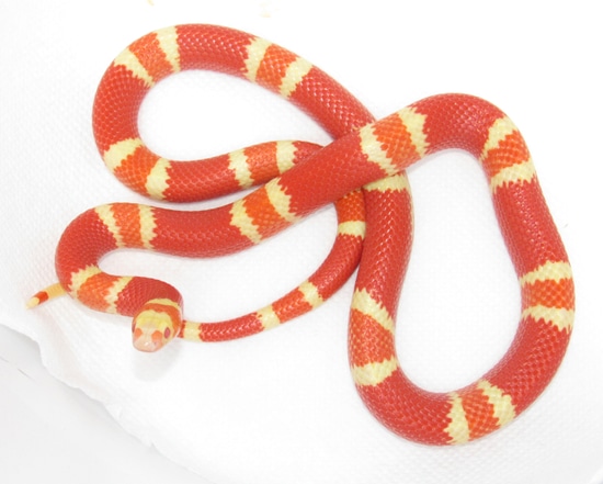 Tangerine Albino Honduran Milk Snake by Wallflower Herpetoculture