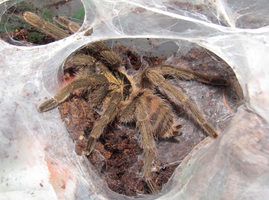 2" Neoholothele Incei "Olive" Tarantula by Wallflower Herpetoculture