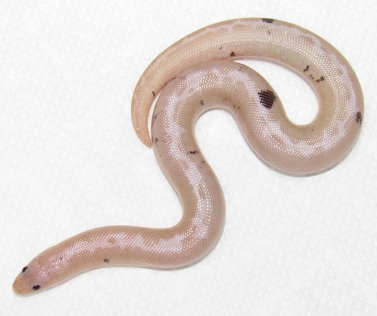Snow Paradox Stripe Kenyan Sand Boa by Wallflower Herpetoculture