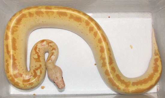 Ivory Albino (T+) Blood Python by Wallflower Herpetoculture