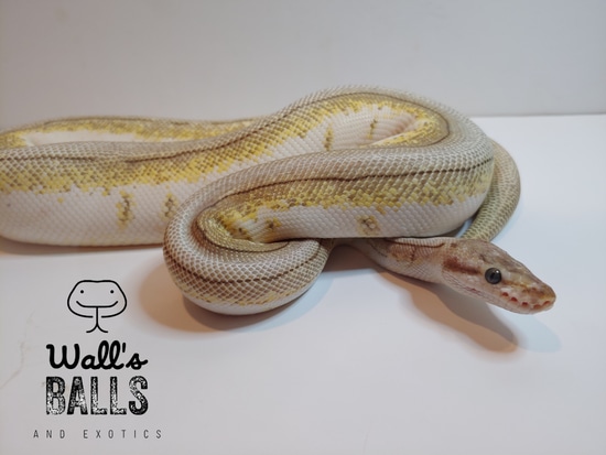King Spin Ball Python by Wall's Balls and Exotics LLC