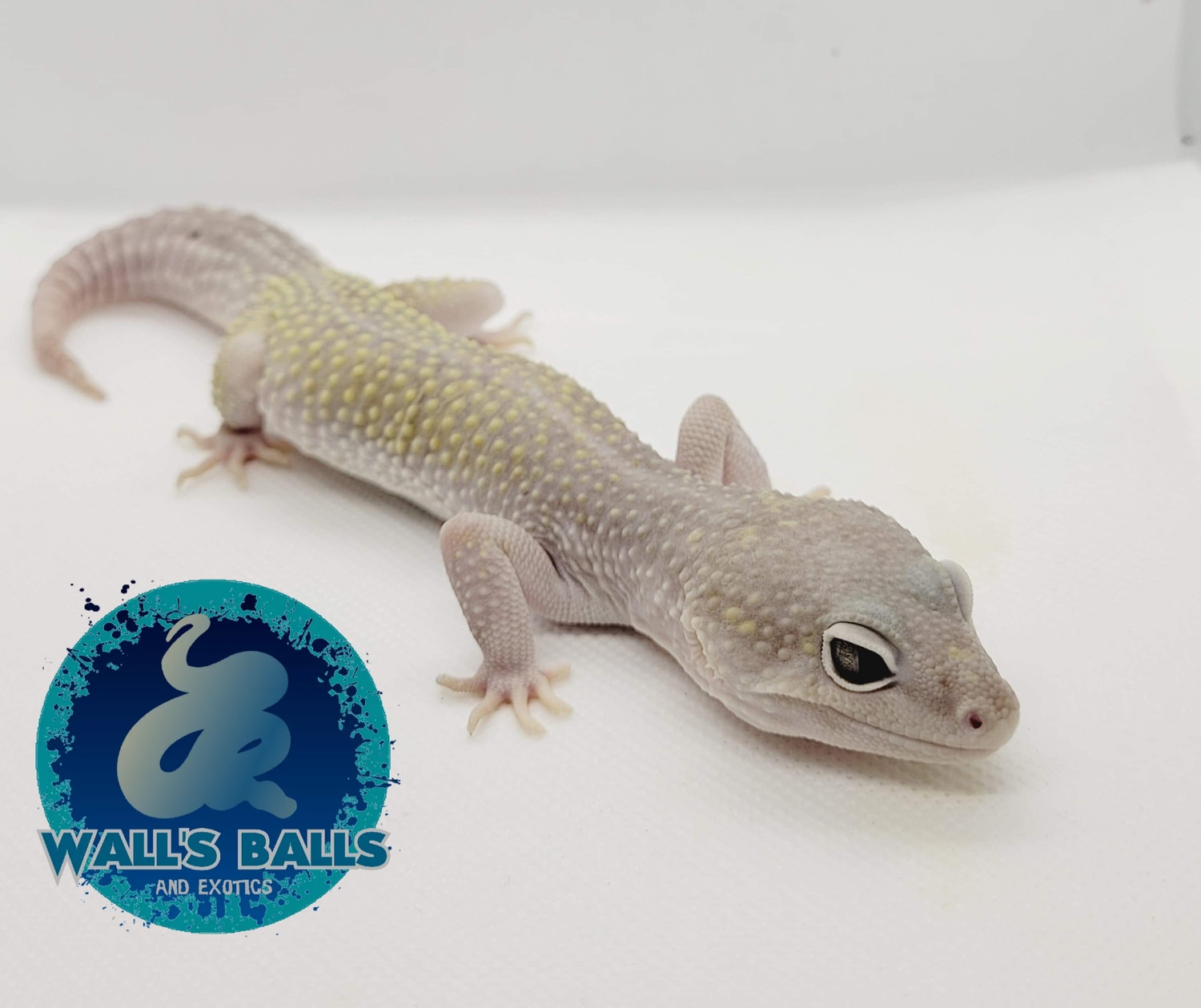Blazing Blizzard Leopard Gecko by Wall's Balls and Exotics LLC ...