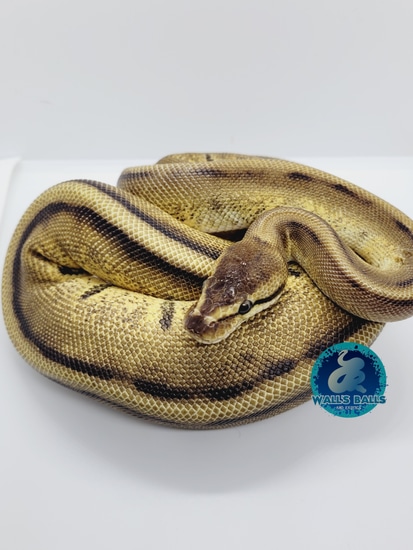 Pastel G-Stripe Ball Python by Wall's Balls and Exotics LLC