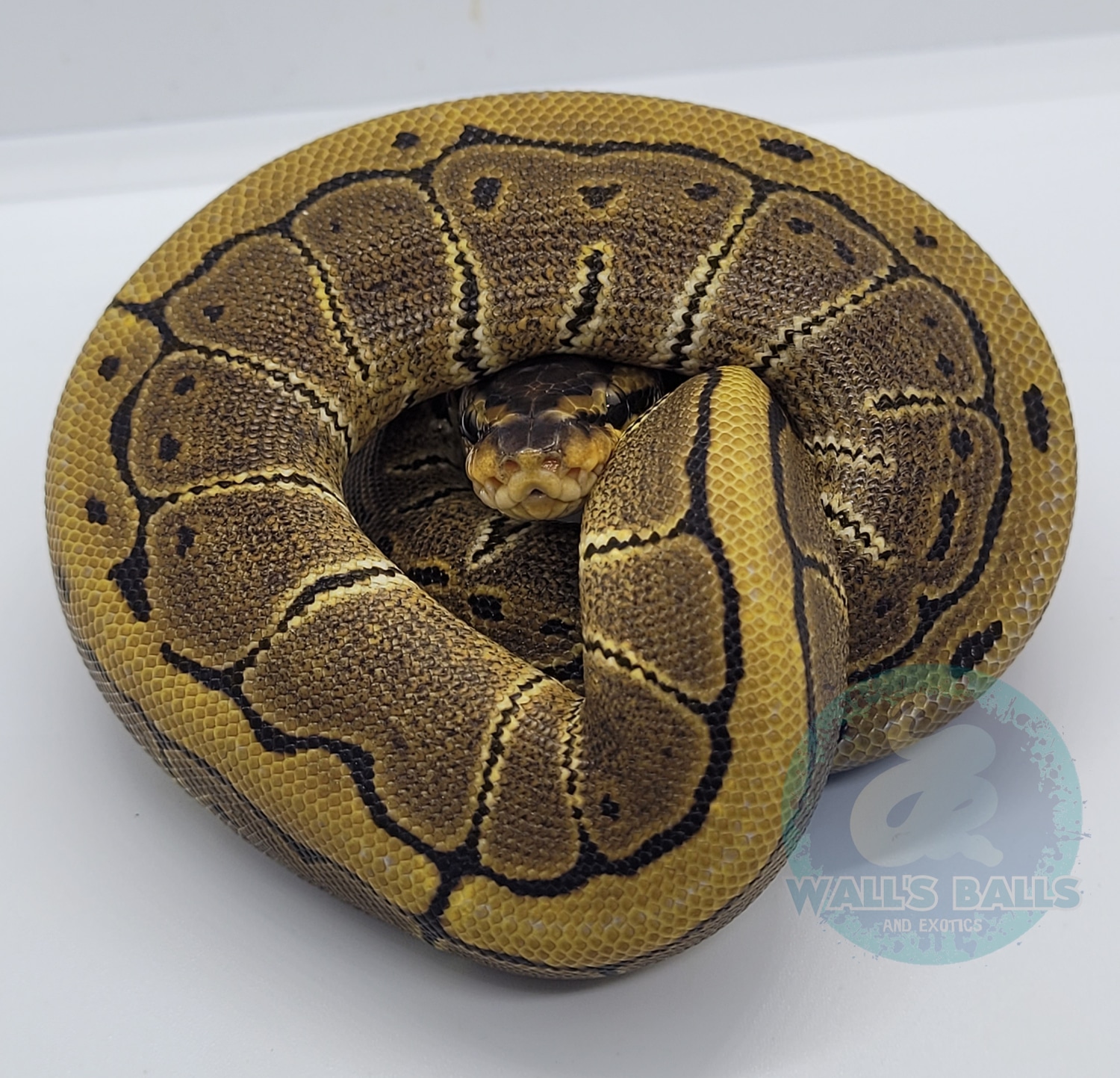 Pinstripe 100% Het Orange Ghost/Hypo Ball Python by Wall's Balls and ...