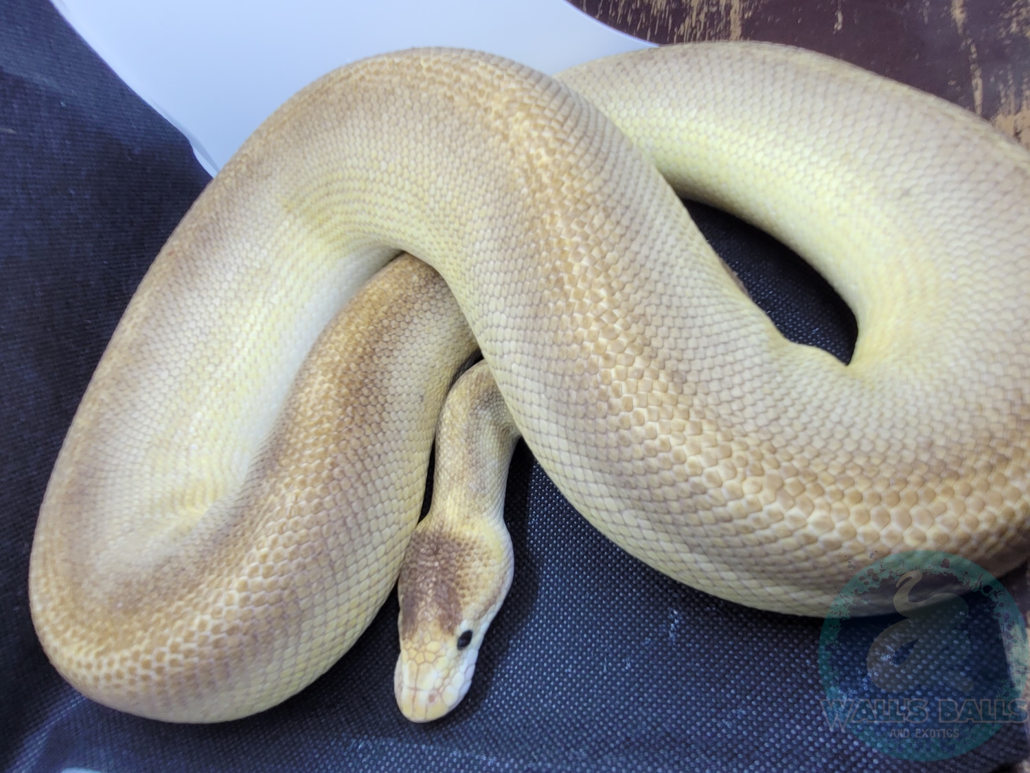 Cinnamon Champange Het Ultramel Ball Python by Wall's Balls and Exotics ...