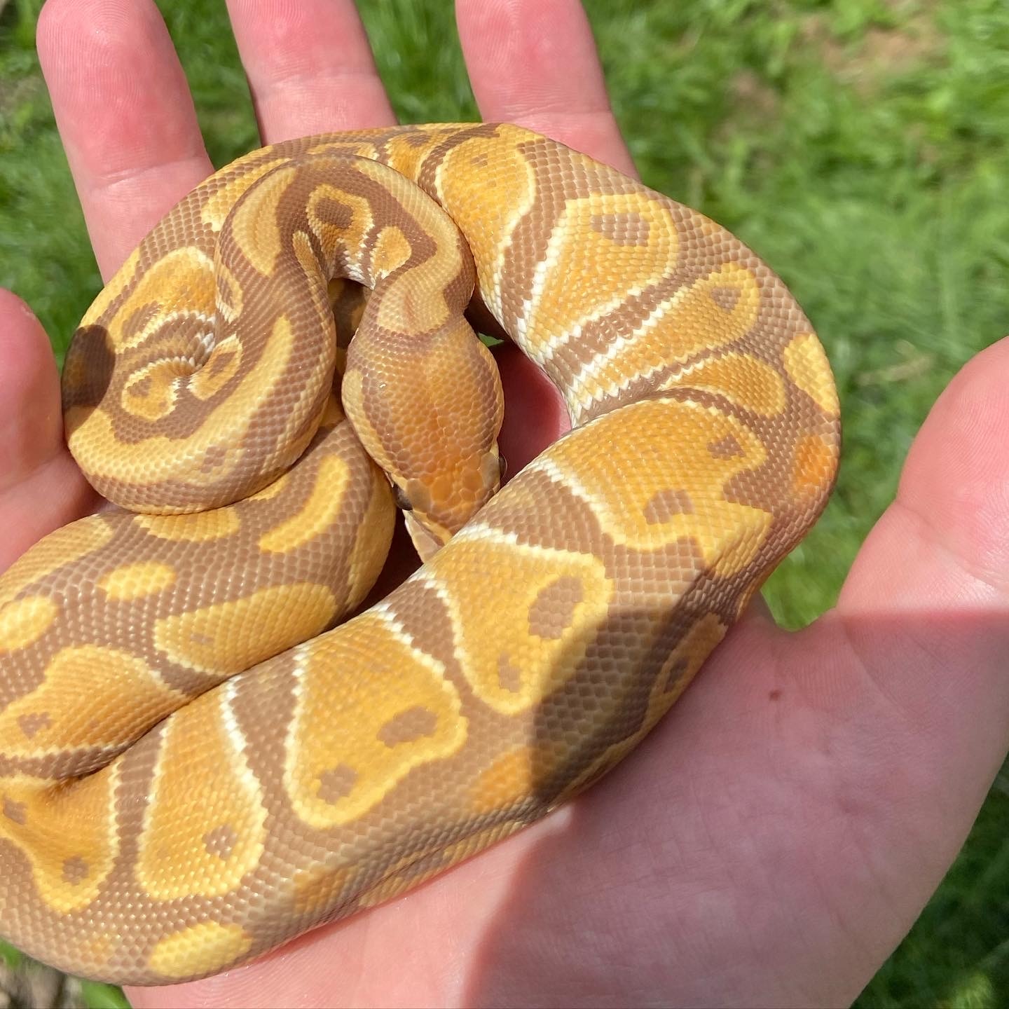 Ultramel Ball Python by Hypo Manic Morphs 😝 - MorphMarket