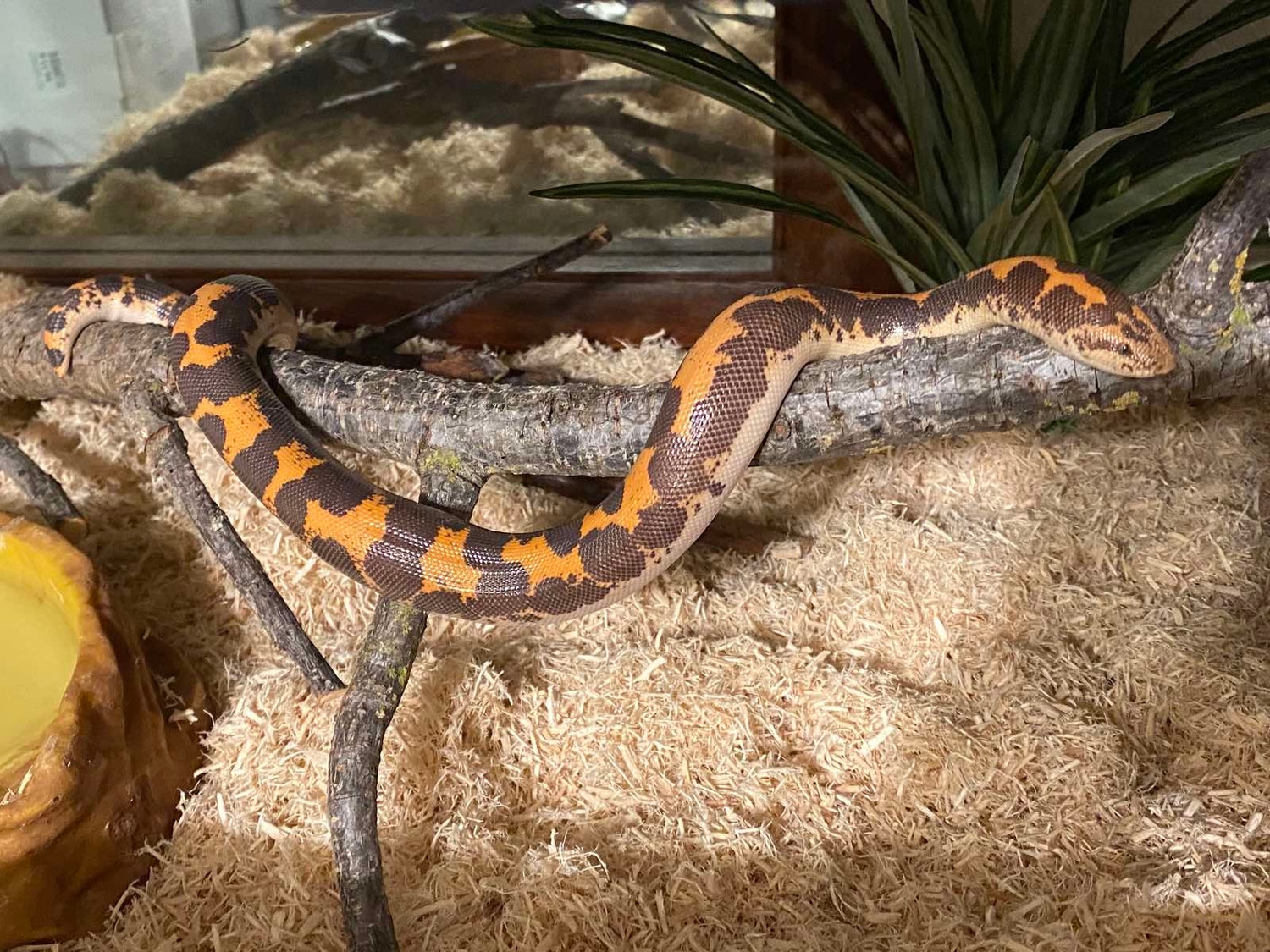 Normal Kenyan Sand Boa by Walters Reptile Den - MorphMarket