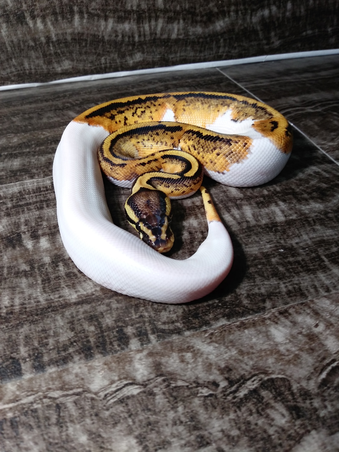 Pastel Sandblast Pied 50% Het Lavender Ball Python by Paragon Reptile ...