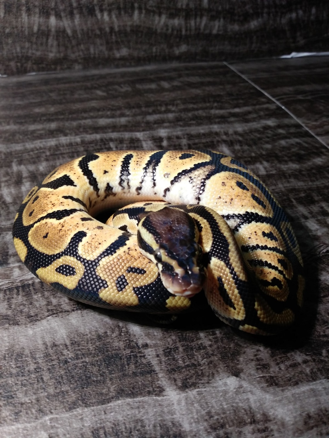 Pastel Sandblast 100% Het Pied 50% Het Lavender Ball Python by Paragon ...