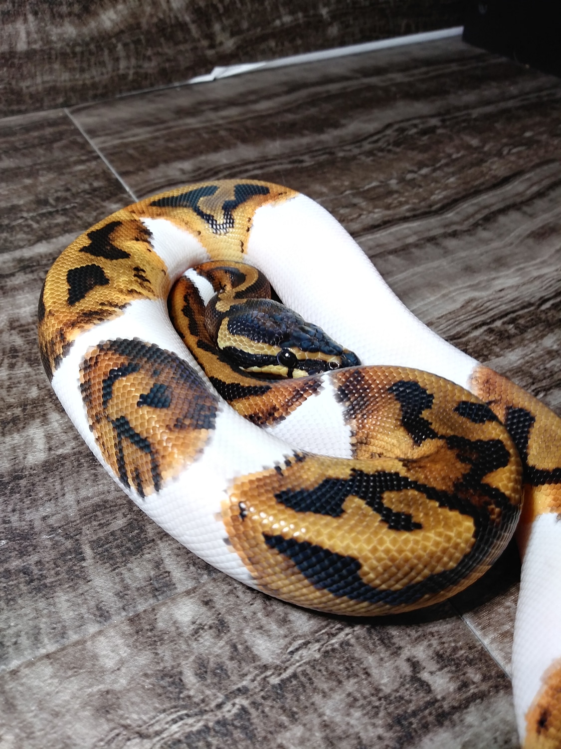 Sandblast Pied 50% Het Lavender Ball Python by Paragon Reptile ...