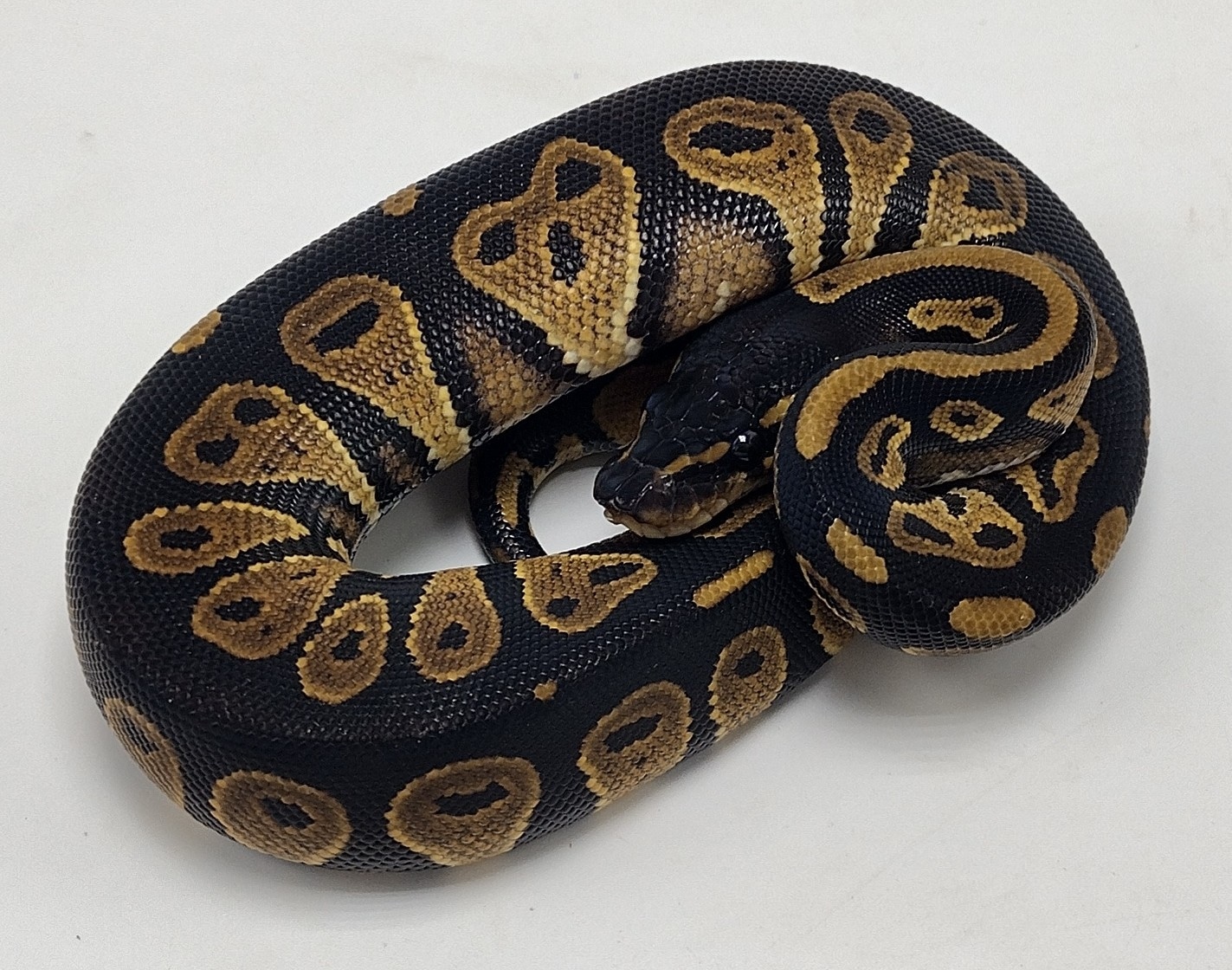 Blackhead Ball Python by Paragon Reptile - MorphMarket