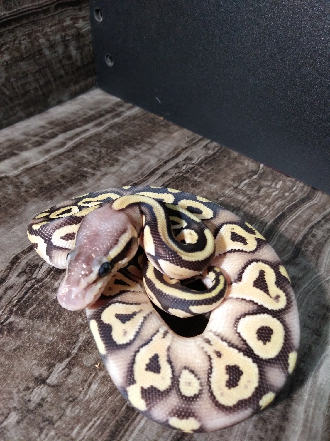 Odium Super Pastel Mojave Ball Python by Paragon Reptile - MorphMarket