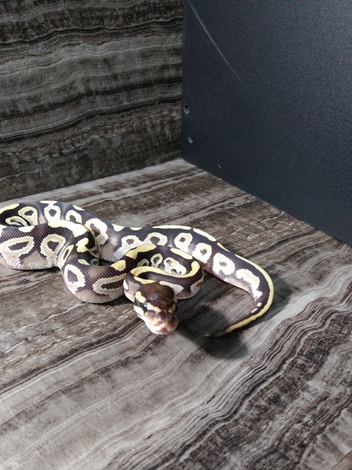 Mojave Odium Pastel Ball Python by Paragon Reptile - MorphMarket