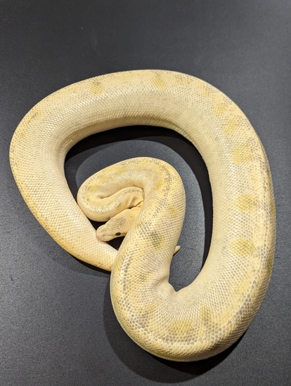 Proven Breeder Pastel Mimosa Ball Python by Mustang Ridge Exotics